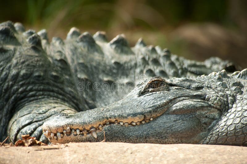 Close up of alligator face stock photo. Image of outside - 13470264