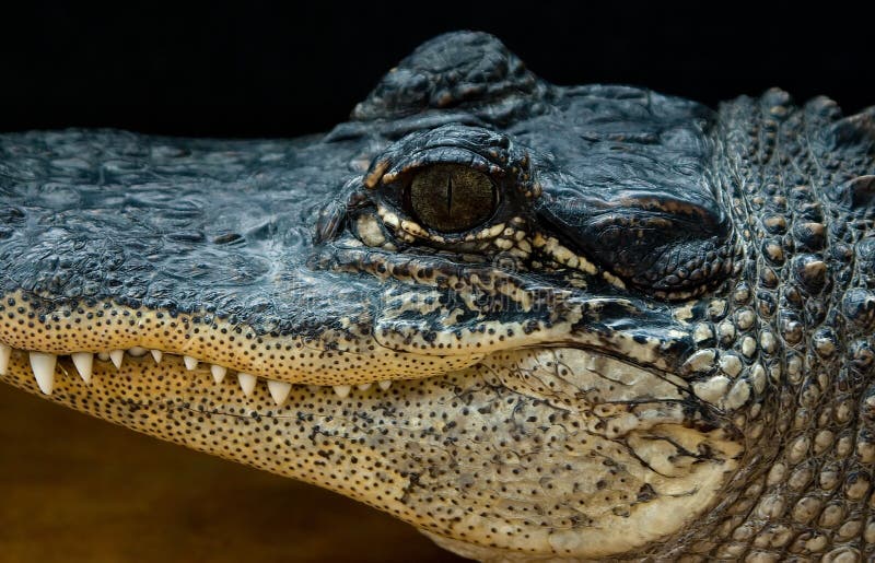 Close-Up Alligator Face 2 stock image. Image of alligator - 2162449
