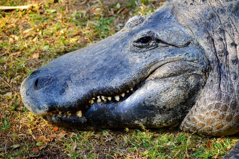 Alligator Nose Close-up stock image. Image of mississippiensis - 9081911