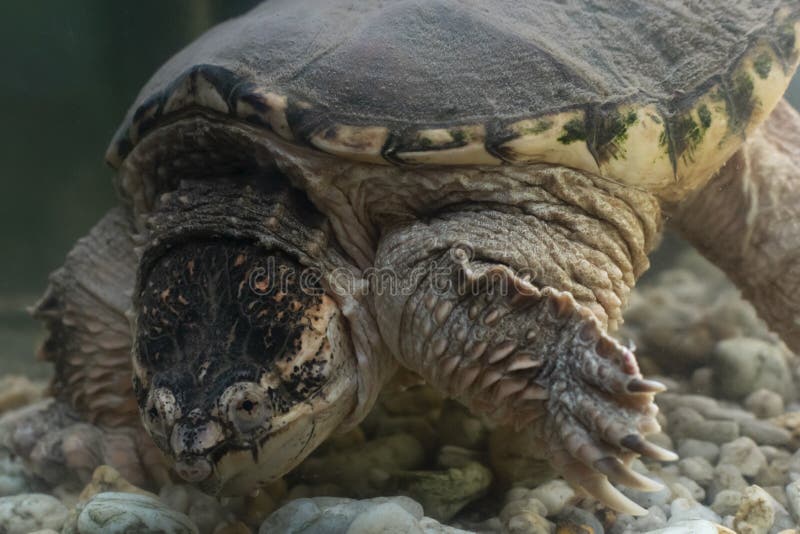 Common Snapping Turtle Underwater