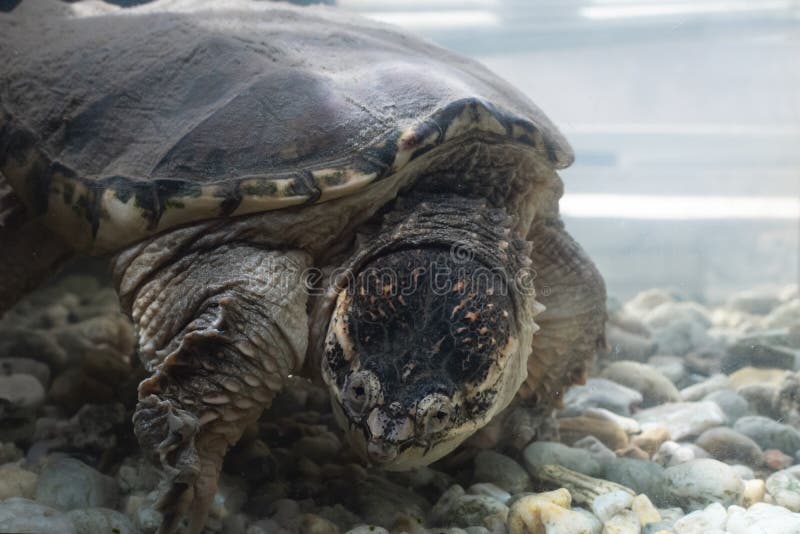 Common Snapping Turtle Underwater