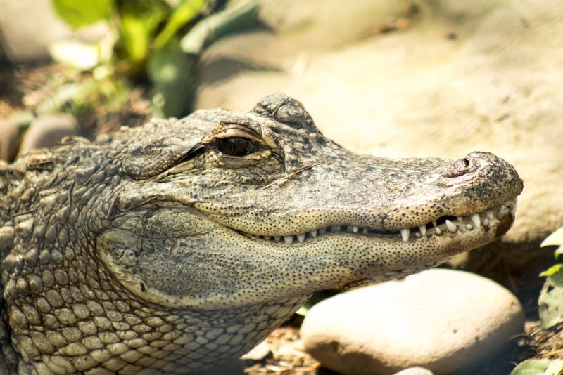 233 Smiling Alligator Stock Photos - Free & Royalty-Free Stock Photos ...