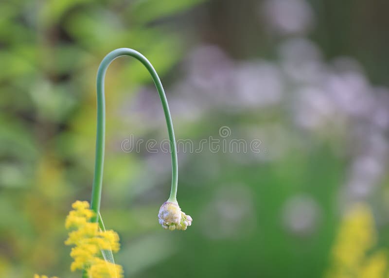 Close Up of Allium Flower Bud Stock Photo - Image of head, close: 251566006