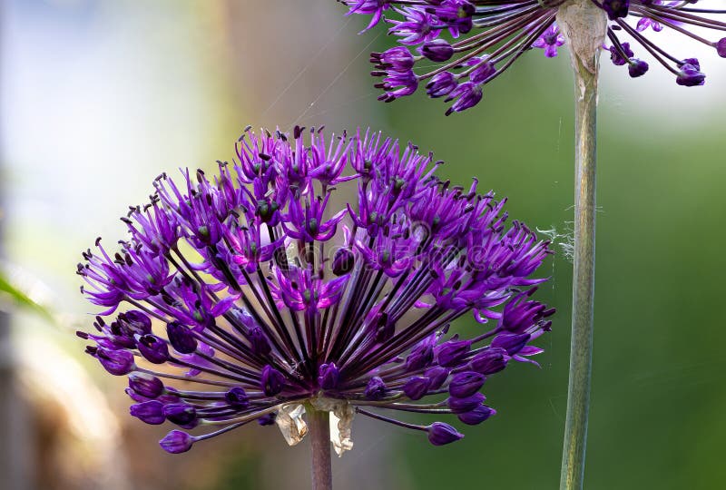 Close-up of an Allium Flower with Many Tiny Blossoms in Full Bloom ...