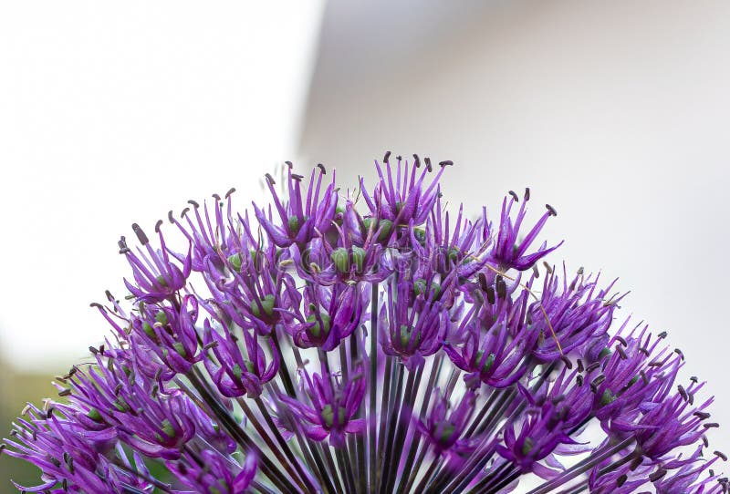 Close-up of an Allium Flower with Many Tiny Blossoms in Full Bloom ...