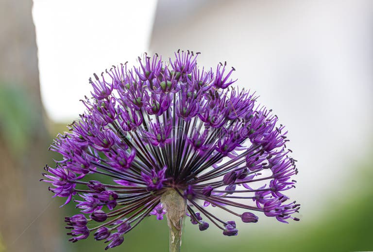 Close-up of an Allium Flower with Many Tiny Blossoms in Full Bloom ...