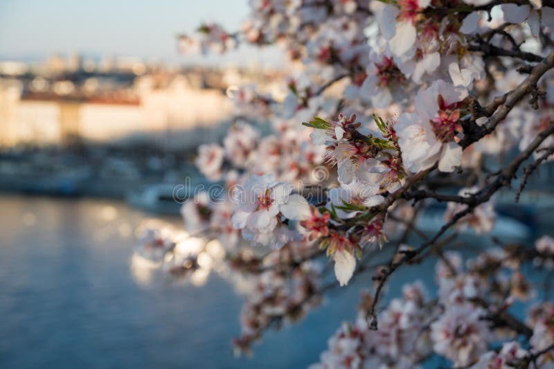 Close-up of Almond Tree Blossoms in Early Spring with the Danube River ...