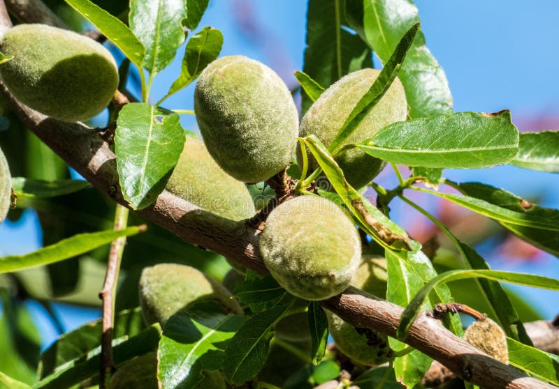 Close-up of Almonds on Tree, Green Almonds Stock Photo - Image of leaf ...