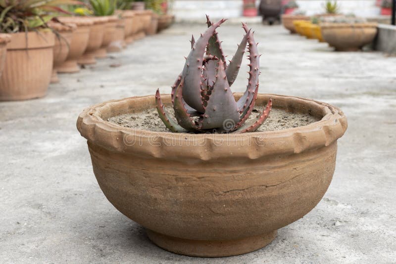 Aloe Ferox Plant Red Pot Stock Photos - Free & Royalty-Free Stock ...