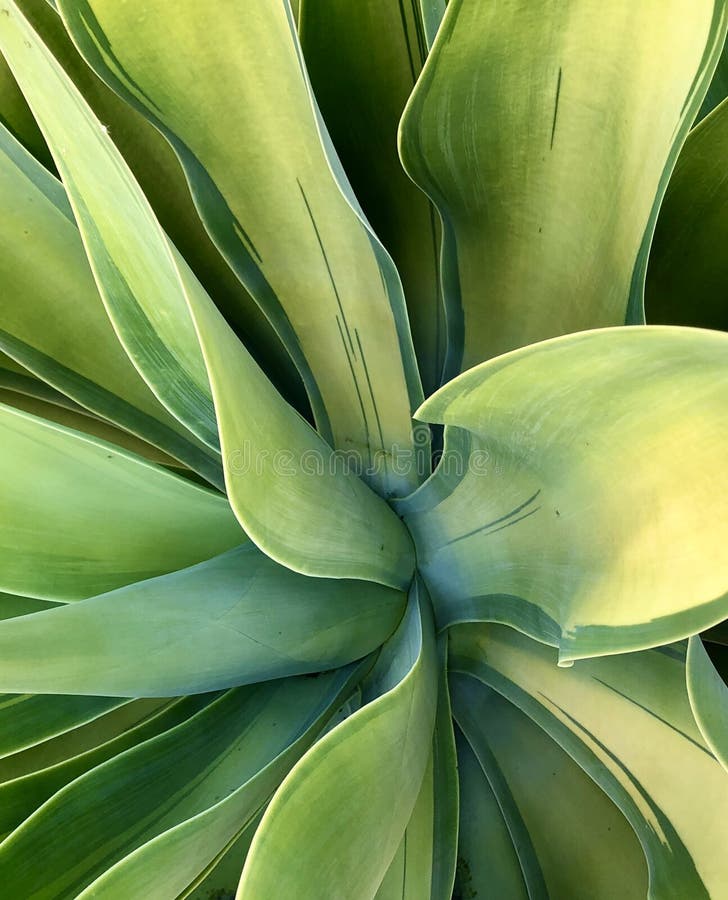 Aloe Cactus Plant stock photo. Image of vera, tropical - 35571908