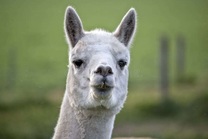 Alpaca close up stock photo. Image of lashes, fleece - 126911852