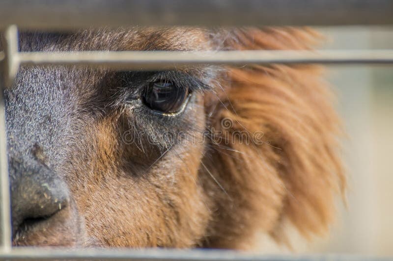 Close Up Of The Eye Of A Llama Stock Image - Image of eyelashes, close ...