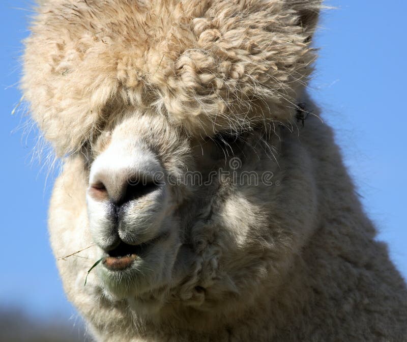 Alpaca field stock image. Image of trees, oregon, ranch - 715855