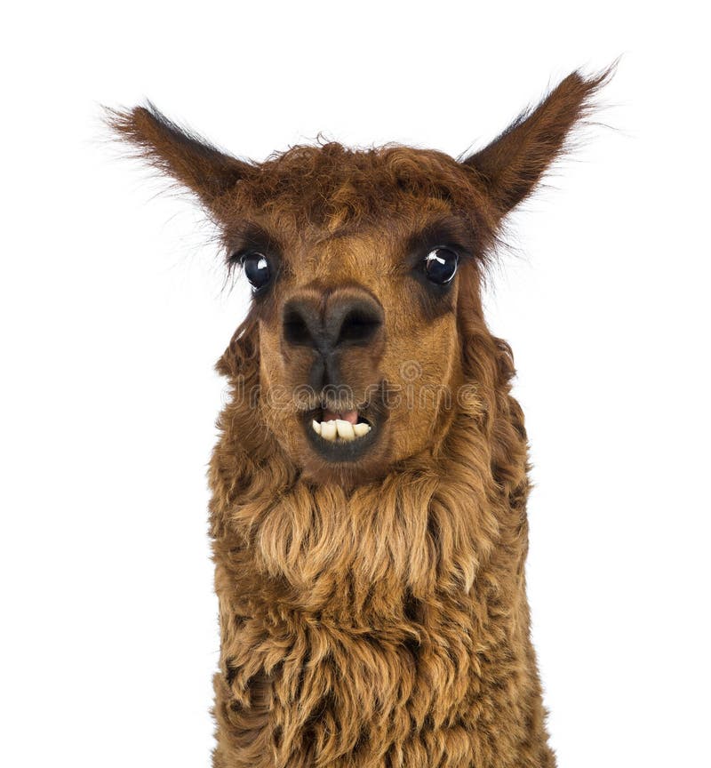 Alpaca stock image. Image of alpaca, camelid, ruminant - 21143977