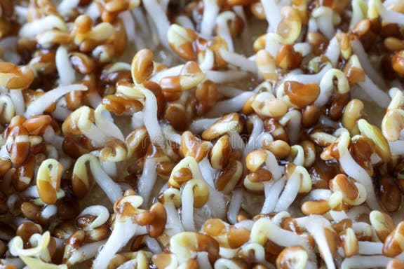 Close Up of Alpha Alpha Sprouts Two Days after Germination Stock Photo ...