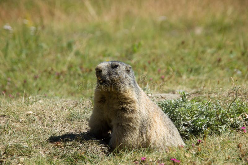 Marmot in meadow stock image. Image of claws, field, grounddog - 16541509