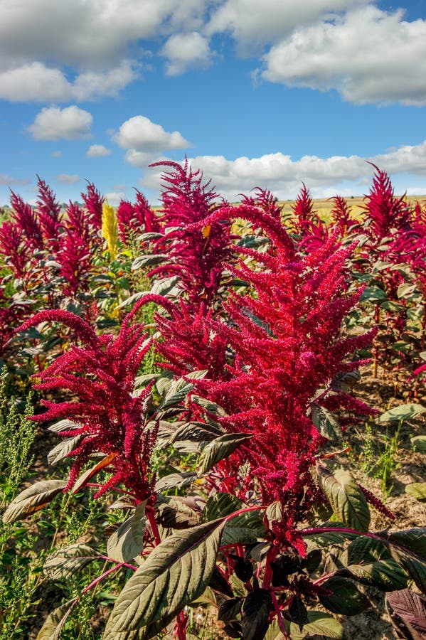 Red Field of Amaranth of Distant Green Forest Under Cloudy Dark Blue ...