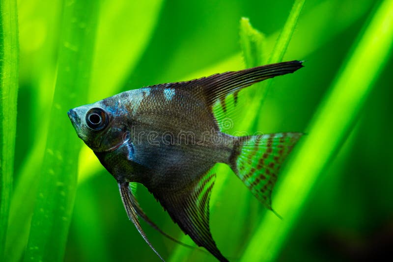 Close Up of an Amazon Blue Angelfish Pterophyllum Scalare in Tank Fish ...