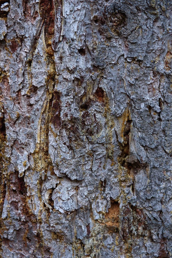 Close Up of Amber Resin on Pine Bark Stock Image - Image of amber, gold ...