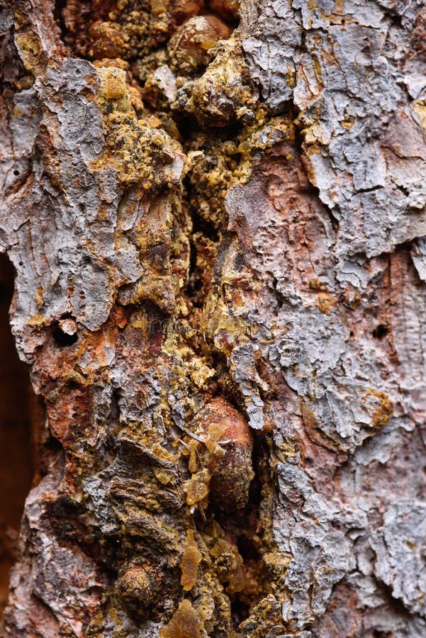 Close Up of Amber Resin on Pine Bark Stock Image - Image of biology ...