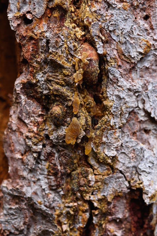 Close Up of Amber Resin on Pine Bark Stock Photo - Image of beauty ...