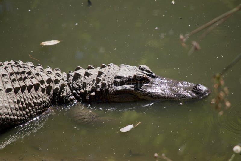 This is a Close Up of an American Alligator Stock Image - Image of ...