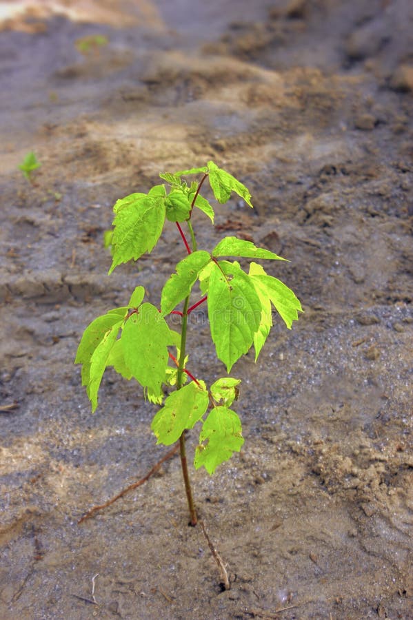 A Close-up of the American Ash-leaved Maple Tree Growing on the Sand ...