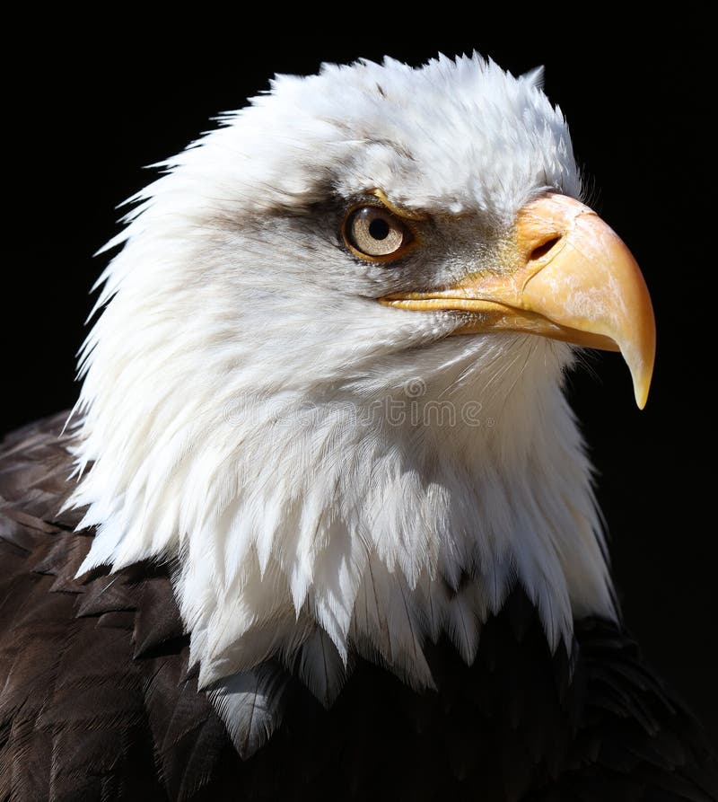 521 Angry American Eagle Stock Photos - Free & Royalty-Free Stock ...