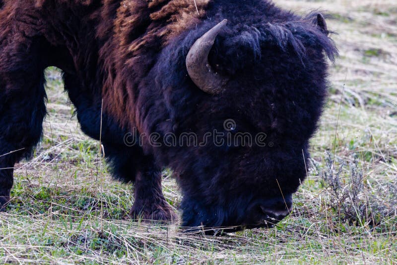 Close Up of American Bison Grazing in a Grass Field Stock Image - Image ... Close Up of American Bison Grazing in a Grass Field Stock Image - Image ...