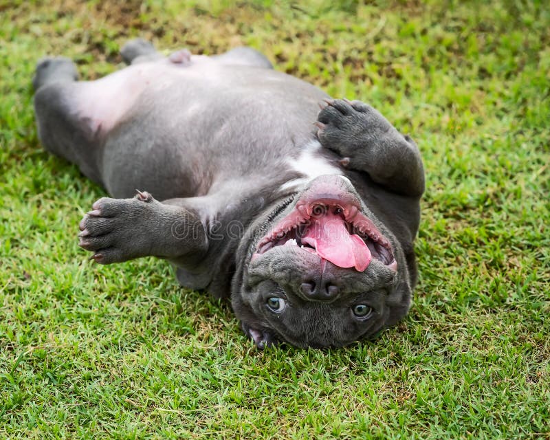 Close Up American Bully Dog. Stock Photo - Image of lying, grass: 120823788