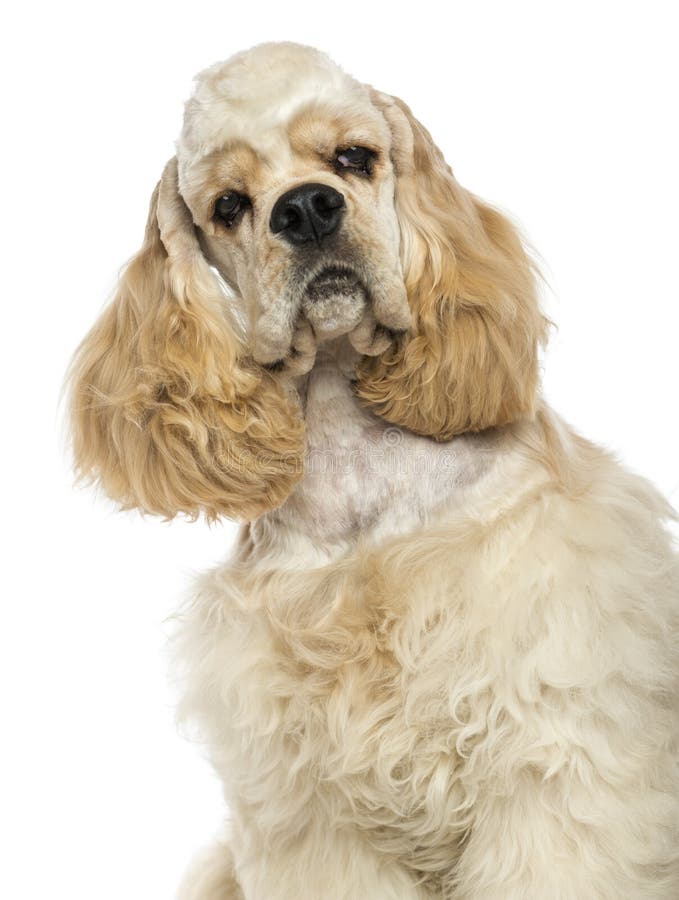 Close-up of an American Cocker Spaniel, Isolated Stock Photo - Image of ...