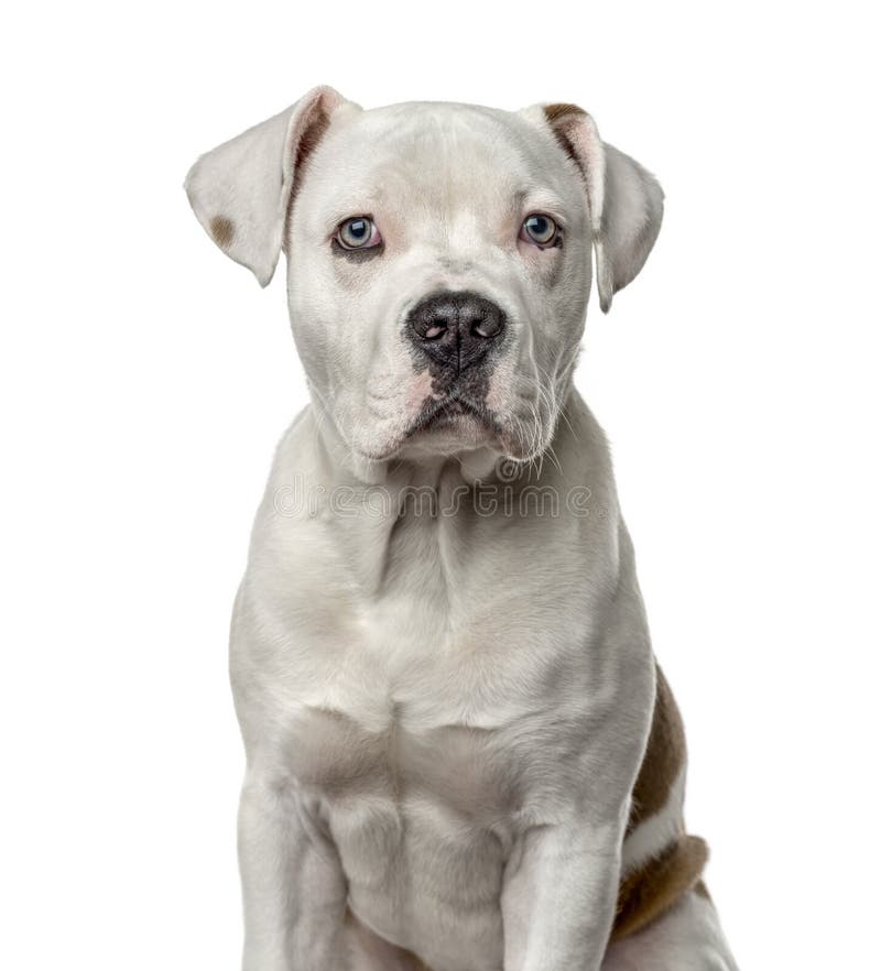 Close-up of an American Staff, Isolated Stock Photo - Image of ...