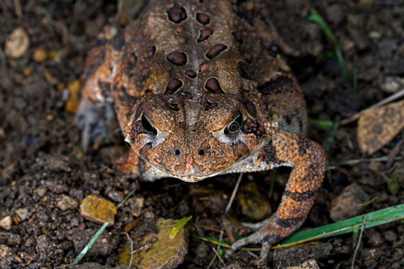 Close Up of American Toad in the Backyard Garden. Stock Image - Image ...