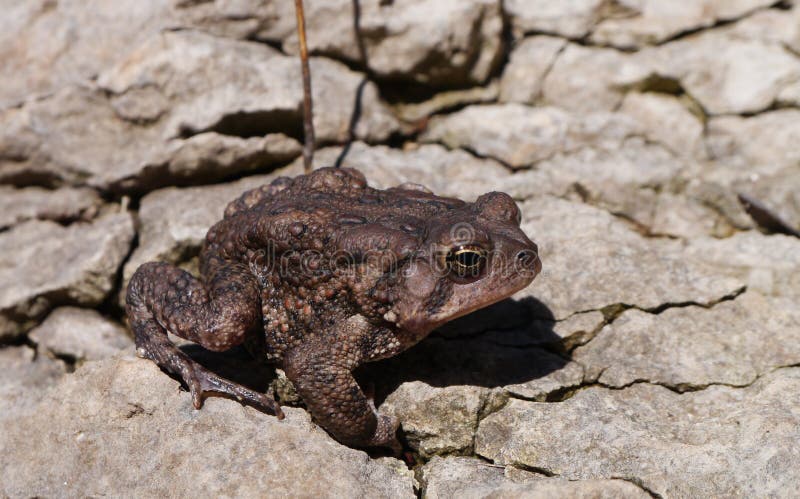 American toad stock image. Image of close, animal, closeup - 30143745