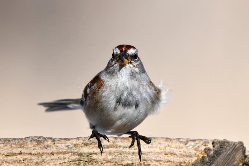 Close Up of an American Tree Sparrow Stock Image - Image of animal ...