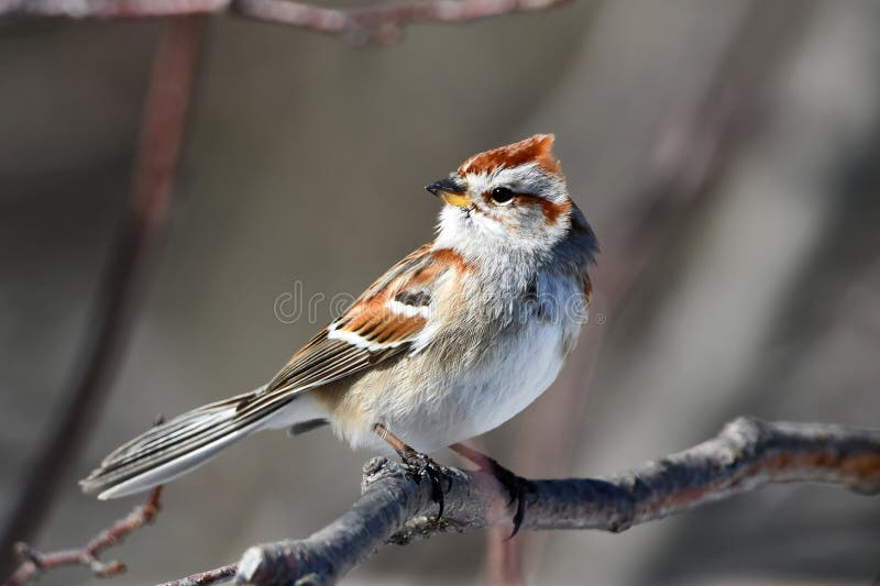 Close Up of an American Tree Sparrow Stock Photo - Image of cute ...