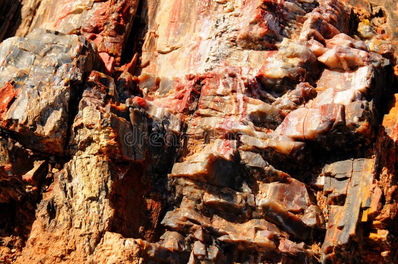 Close Up Ancient Petrified Tree Section Stock Image - Image of ...