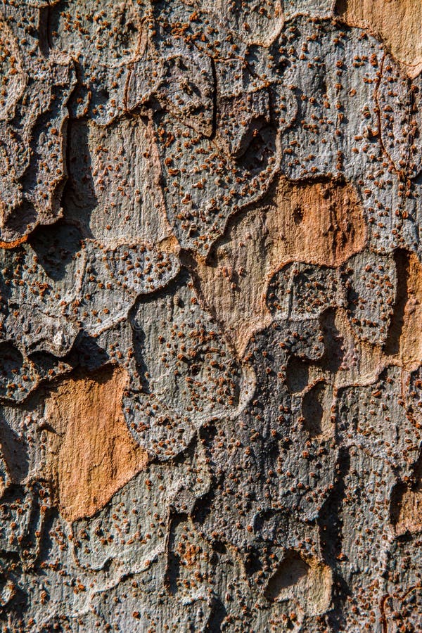 Ancient Wood Pillar Texture Stock Image - Image of province, texture ...