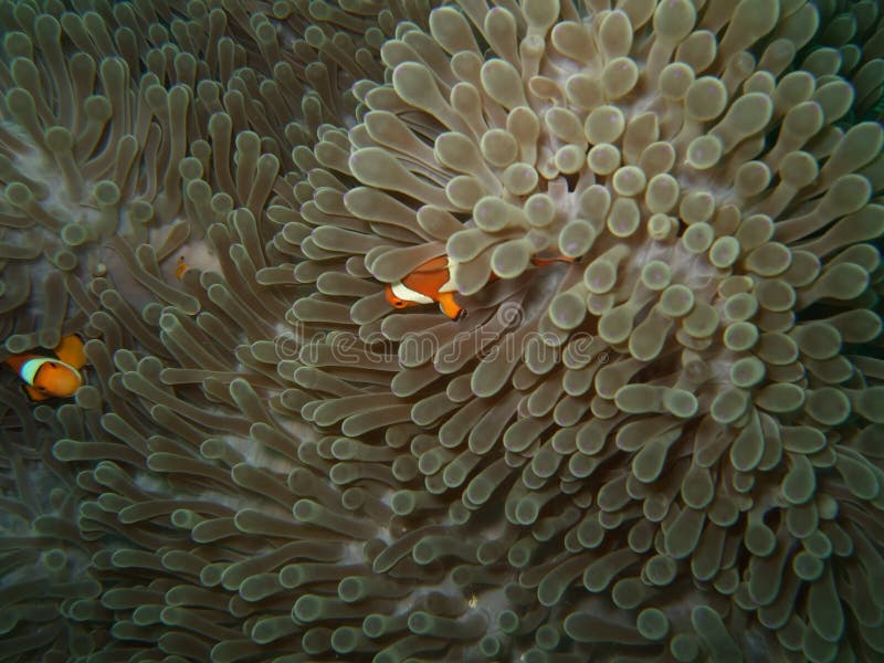 Stone sucker fish stock image. Image of icon, fauna, exotic - 6887295