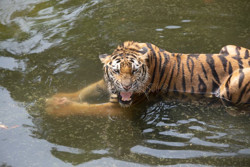 Angery Tiger in the water stock image. Image of aggression - 144811703
