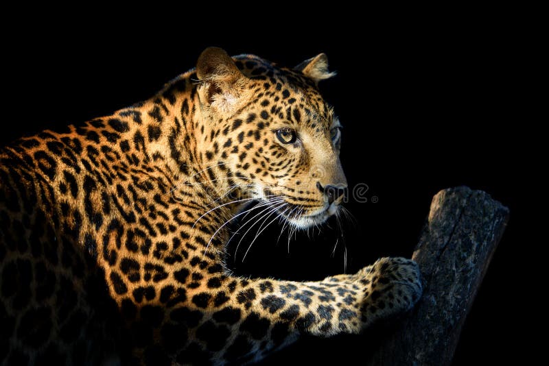 Close Up Angry Big Leopard Isolated on Black Background Stock Photo ...