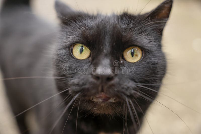 Close Up of Angry Black Cat Out for a Walk Stock Image - Image of walk ...