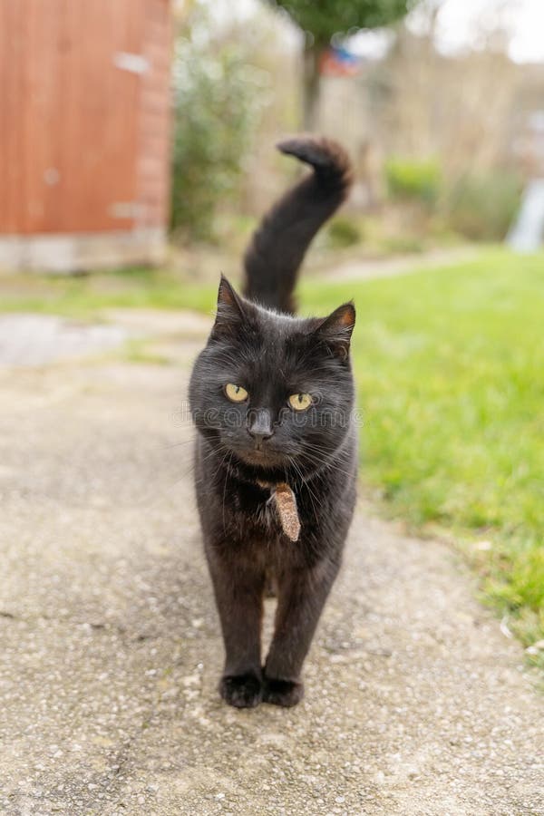 Angry Black Cat Out for a Walk on Sunny Day Stock Image - Image of ...