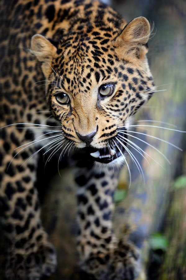 Close Up Angry Big Leopard Isolated on Black Background Stock Photo ...