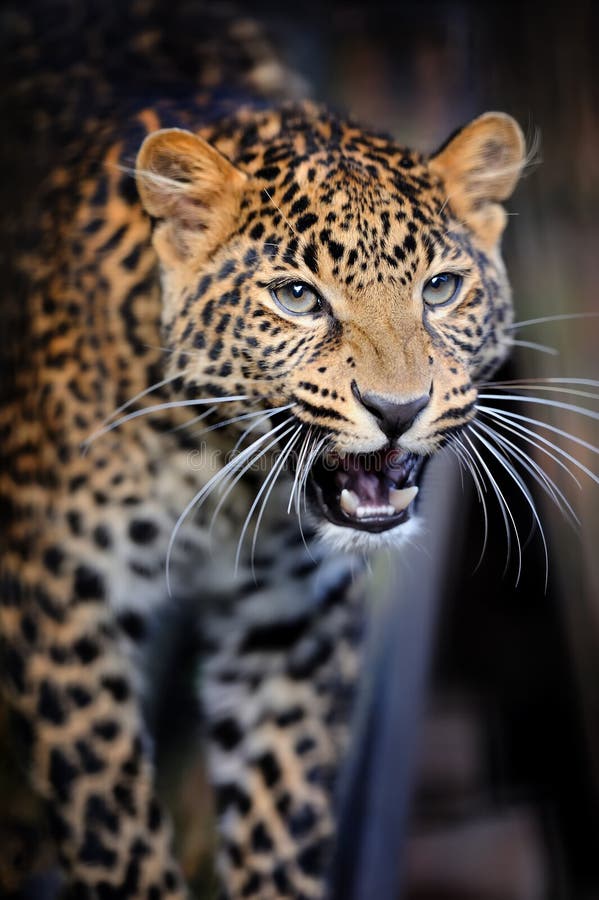 Close Up Angry Big Leopard Isolated on Black Background Stock Photo ...