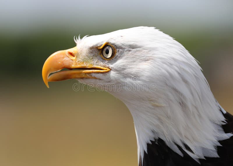 247 Angry Bald Eagle Photos - Free & Royalty-Free Stock Photos from ...