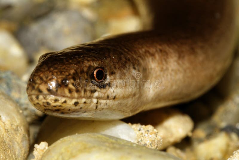 The Close-up of the Anguis Fragilis, Known As a Deaf Adder Stock Image ...
