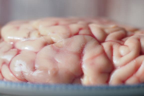 Close-up of Animal Brain on a Table Stock Image - Image of ...