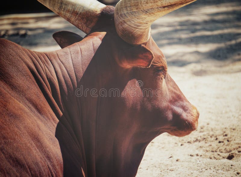 Close-up of Animal during Day Stock Photo - Image of wood, close: 254557240