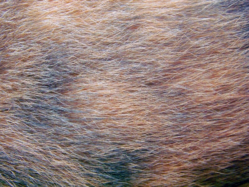 Close up of animal fur stock image. Image of lines, abstract - 61950245